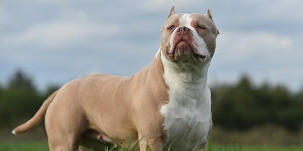 XL Bully Legislation